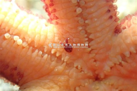 頭足綱 Oceantag 學習網