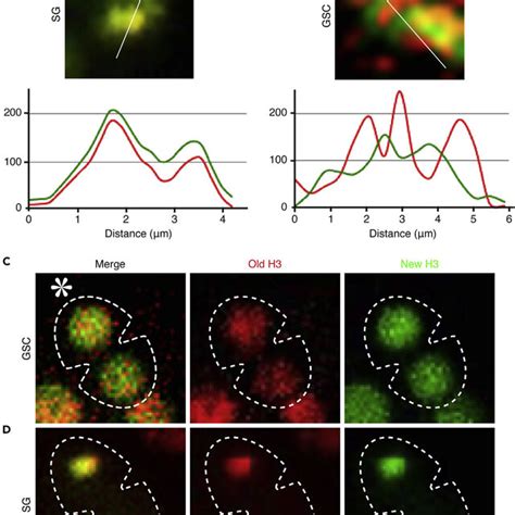 Tracking Old And New Histone Dynamics And Their Inheritance In Live