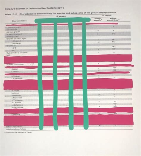 Staphylococcus Unknown Flow Diagram Gram Positive Bacteria