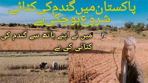 Gandam Ki Katai Shuro Ho Chhuki Hy I Main Ny Khud Apny Hath Se Katai Ki Hy YouTube