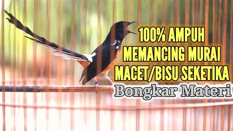 PANCINGAN MURAI BATU FULL ISIAN TERLALU KALAU GAK NYAUT YouTube