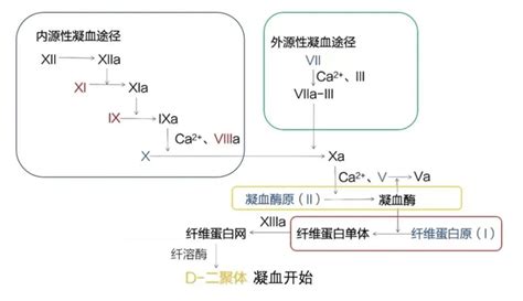 凝血临床应用知识科普 宠物手术不做凝血就等于上高速不系安全