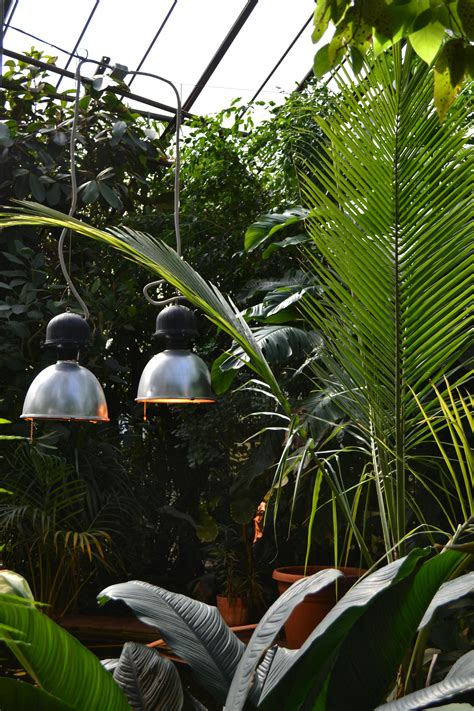 Areca Catechu Dypsis Lutescens 가정 식물 광합성 나뭇잎 녹색 녹색 자연 녹지 리프 텍스처