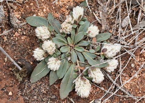 Western Australian Plants Amaranthaceae