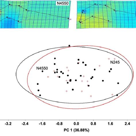 Thin Plate Spline Deformation Grids Of Individuals At The Centers Of