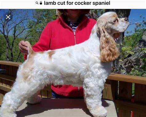 Cocker Spaniel Hairstyle