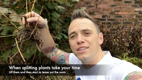 How To Divide Plants Splitting Herbaceous Perennials The Easy Way