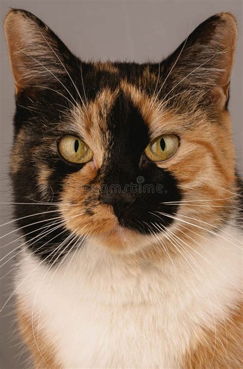 The Captivating Face Of A Calico Cat With Striking Green Eyes Fills The
