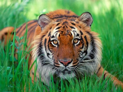 Picture Collection Most Pics Of Tiger Part 1