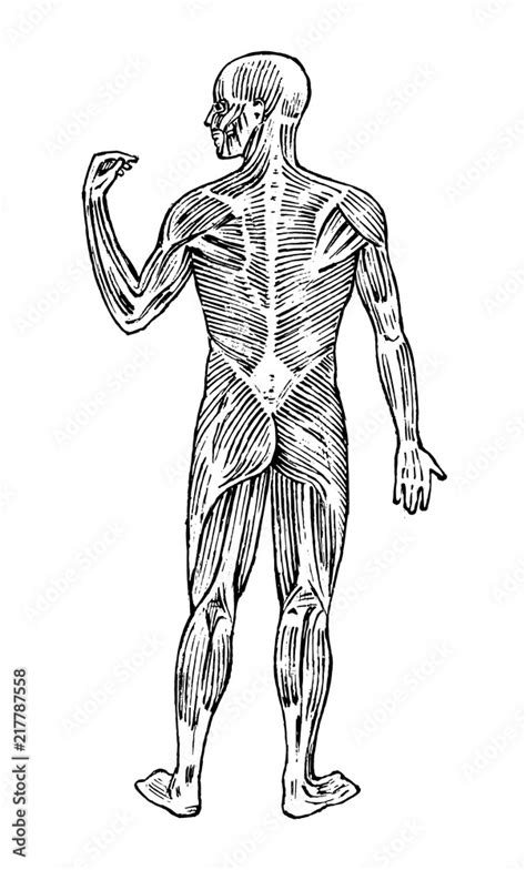 Human Anatomy Muscular And Bone System Male Body Vector Illustration