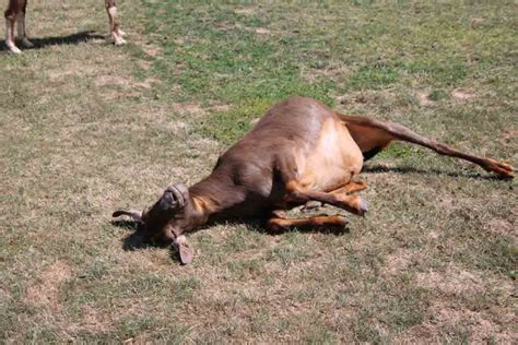 Overeating Disease In Goats The Happy Chicken Coop
