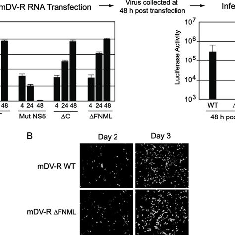 Dissociation Of Cis Acting Rna Elements From The Capsid Coding Region Download Scientific