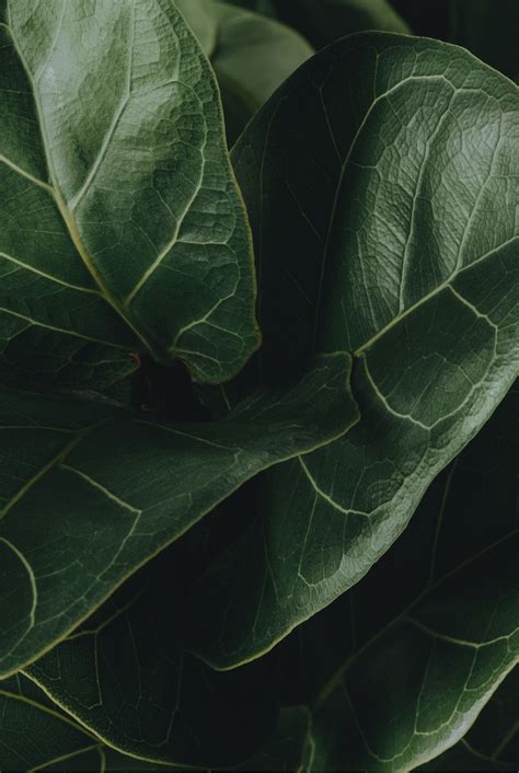 Design Visual Fiddle Leaf Fig Plant