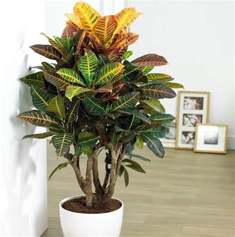 51 Beautiful Indoor House Plants That Are Also Easy To Maintain