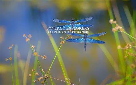 Synergy Explorers The Pleasure Of Partnership