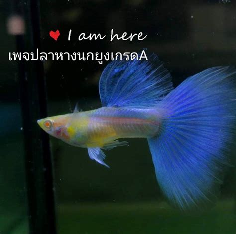 ปลาหางนกยูงเกรดaนครปฐม