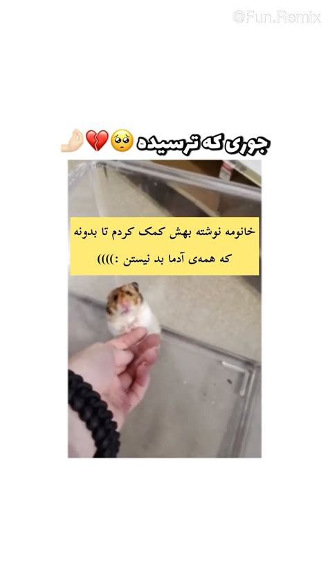 Fun Remix Instagram On Pinno جوری که مظلومه و ترسیده 🥲🤌🏻💔 Fun