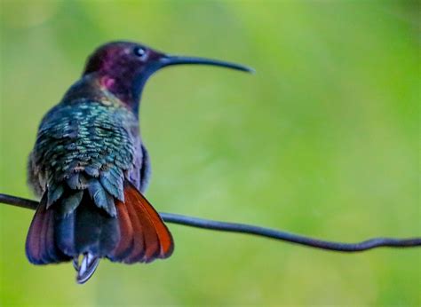 Jamaican Mango Hummingbird At Scarlett Packham Blog