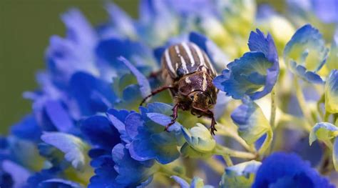 Hydrangea Pests Identification Prevention And Treatment