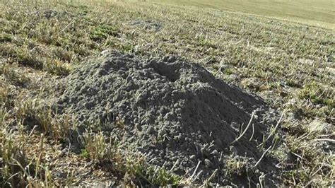 Rozol® Pocket Gopher Bait Rup Liphatech Ag