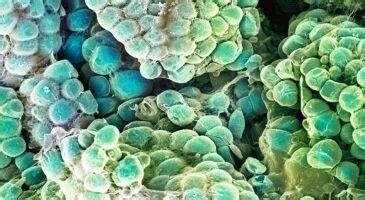 N Archives Science Et Vie