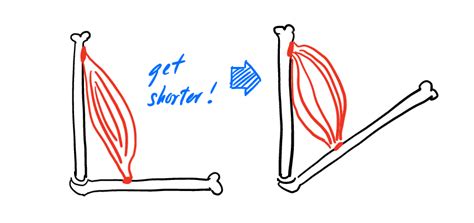 3 Muscles Are An Anisotropic Material When Fibers Contract They