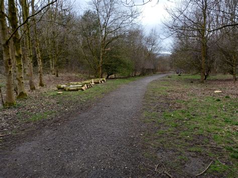 Ash Dieback Tree Felling In Pendle Council Parks • Cms Tree Services
