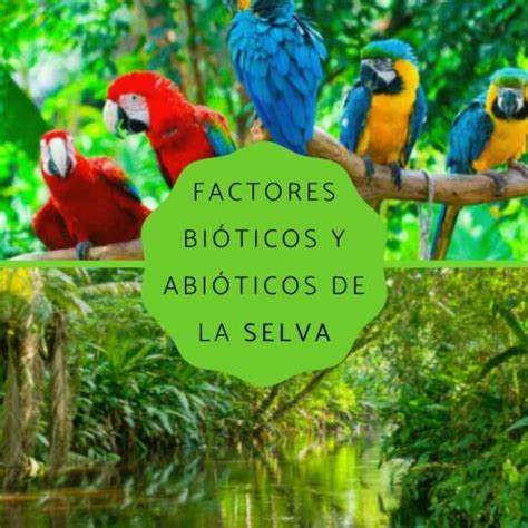 La Selva Descubriendo Los Factores Bióticos Y Abióticos Que La Hacen Única