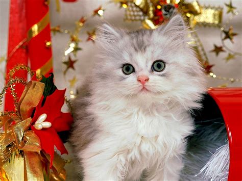 350 4k Коти шпалери на робочий стіл Скачати Безкоштовно заставки
