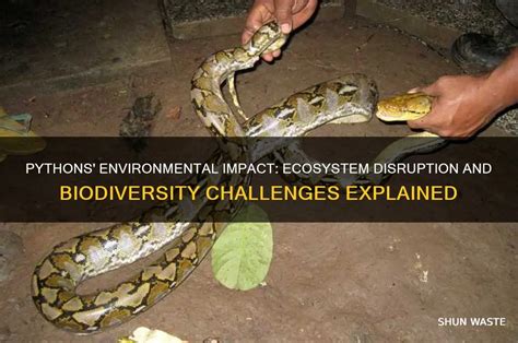 Pythons Environmental Impact Ecosystem Disruption And Biodiversity Challenges Explained