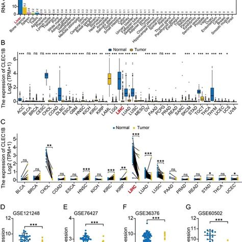 Expression Profile Of Clec1b In Hcc A Rna Expression Of Clec1b In