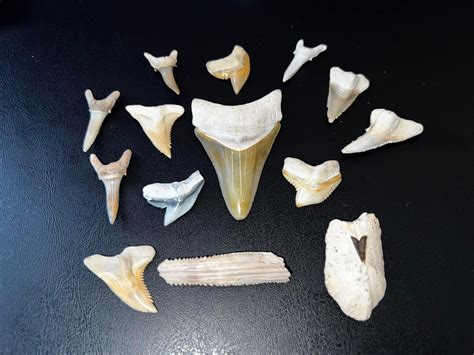 Bone Valley Fossils Fossil Hunting Trips The Fossil Forum