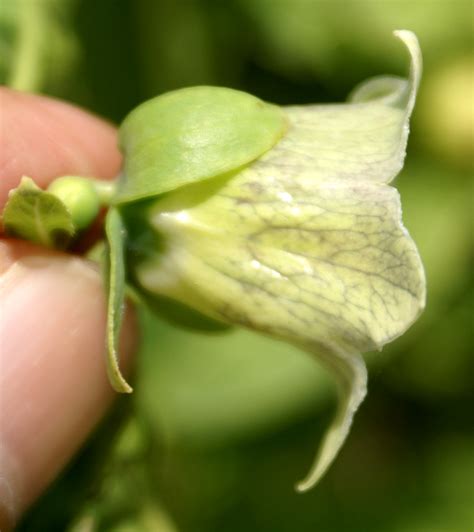 Codonopsis Pilosula Cultivated Eflora Of India
