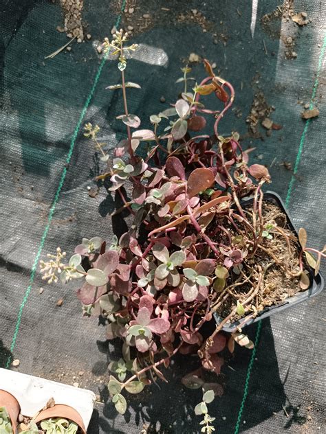 Sedum Sunsparkler Firecracker Siracactus Vendita