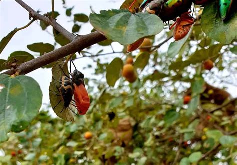 Is Tree Transplantation Really Worth It Citizen Matters