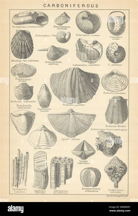 British Fossils Carboniferous Limestone Series Stanford 1904 Old