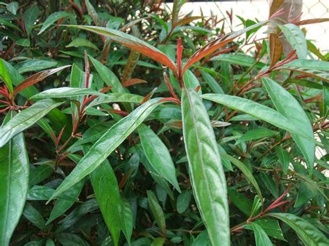 Trồng Cây Hoàn Ngọc Làm Thuốc Tại Nhà