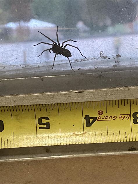 New Friend Wondering If Its Possible To Sex Them From These Pictures Lacey Wa Usa R Spiders
