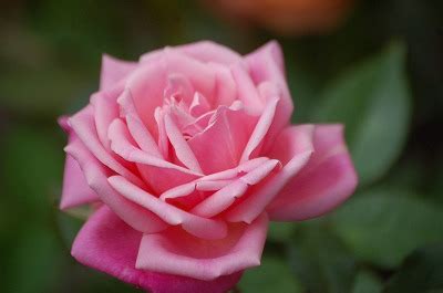 本日は団体寄せ植え講習会でした あいあいパーク スタッフ日記