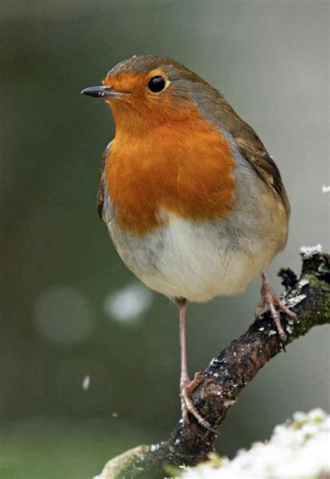 The Robin Meaning All About The Symbolism Of Robins The Full Guide Artofit