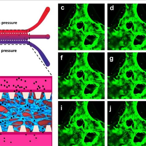 Perfusion Measurement Of A 3d Cultured Human Microvascular Network A