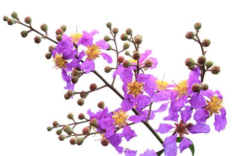 รูปภาพดอกอินทนิล เลือกดูภาพถ่ายสต็อก เวกเตอร์ และวิดีโอ1 710 Adobe