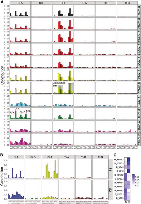 The Somatic Mutation Spectra And Mutation Signatures For The Xp V Tumor
