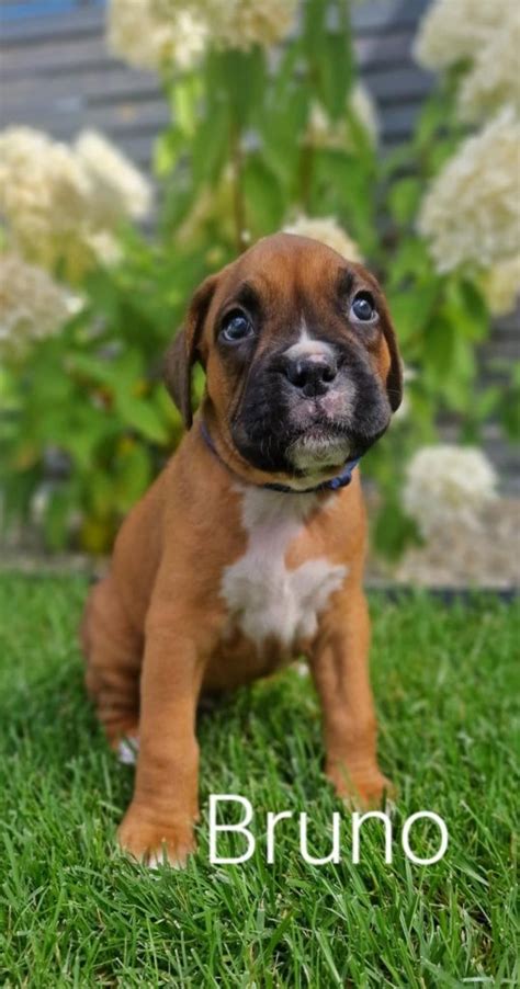 Szczeniak Bokser Łupice • Olxpl