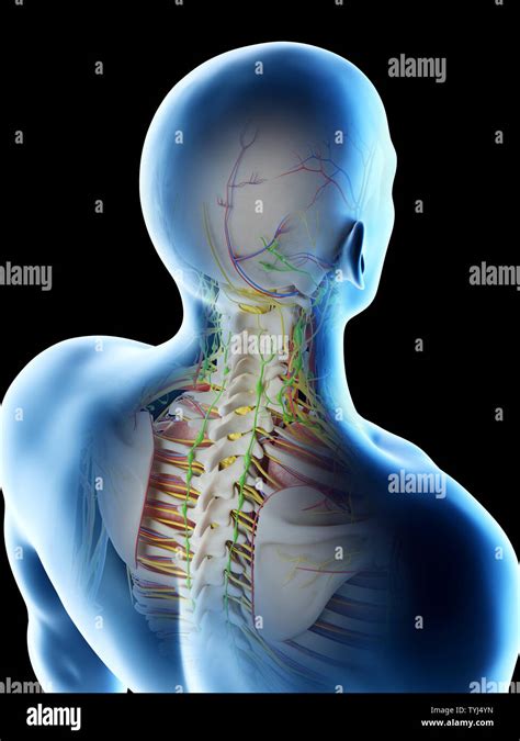 Kopf Anatomie Blutgefäße Nerven 3d Fotos Und Bildmaterial In Hoher