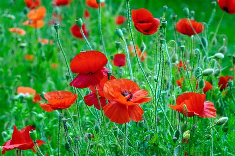 꽃들 양귀비 자연 Pixabay의 무료 사진