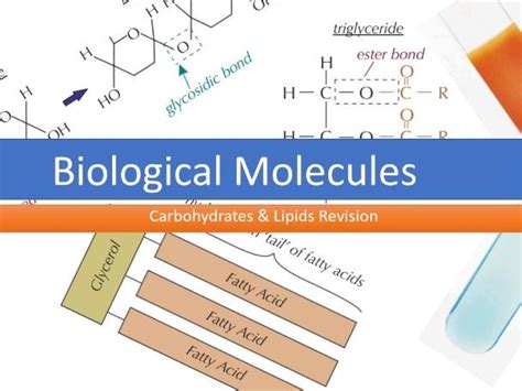 Carbohydrates And Lipids A Level Biology Revision For Students Teachers