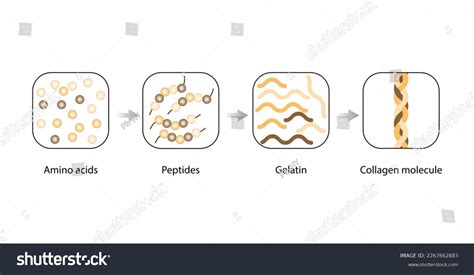 Collagen Synthesis Amino Acids Peptides Gelatin Stock Vector Royalty
