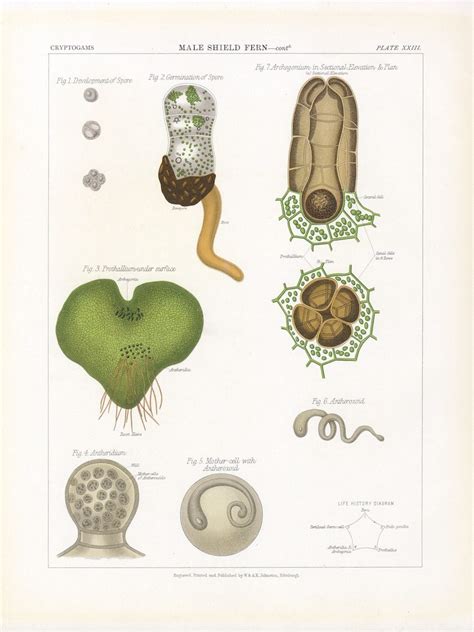 1883 Fern Classification Chart Taxonomy Of Cryptogamic Plants In An