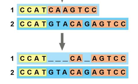 Biology Ch 20 Phylogeny Flashcards Quizlet